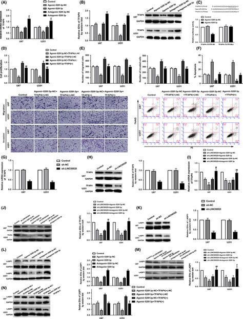 Long Noncoding Rna Linc00520 And Microrna Mir‐520f‐3p Regulated The Download Scientific