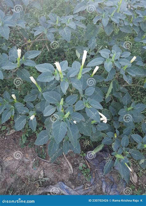 Datura Innoxia Green Fruit It Also Known As Datura Wrightii Or Sacred