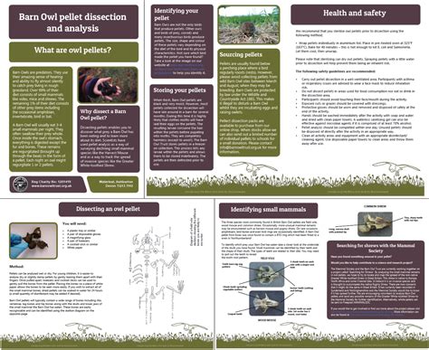 Barn Owl Pellets Dissection Pellet Bone Chart Owl Pellet Dissection