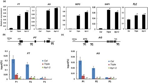 Nuclear Import Of The LIKE HETEROCHROMATIN PROTEIN1 Is Redundantly