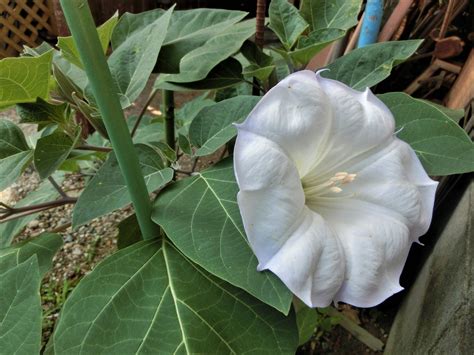 トランペットの花 おしゃれな花カフェ