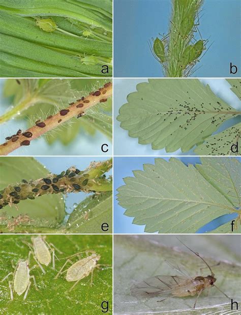 Aphids Infesting Strawberry Plants In South Bohemia In 2019 A