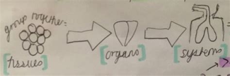 35 Cell Specialisation And Organisation Flashcards Quizlet