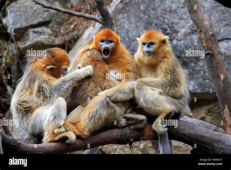 China Shaanxi Province Qinling Mountains Golden Snub Nosed Monkey