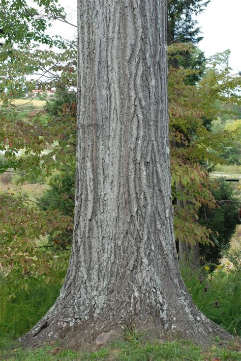 Quercus Rubra Bark Ranger Jasons Nature Booth Northern Red Oak