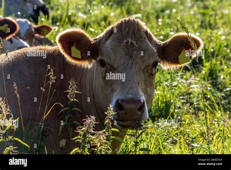 Portrait Of Dairy Cow In Pasture Stock Photo Alamy