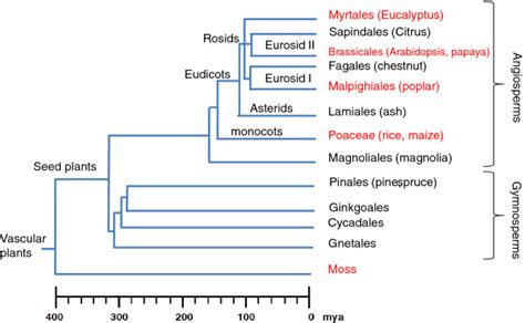 Simplified Phylogeny Of The Major Groups Of Woody Plants Species For