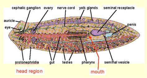 Flatworm Cross Section Labeled