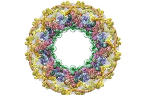 Researchers Map Path Into Cell S Nucleus Front Line Genomics