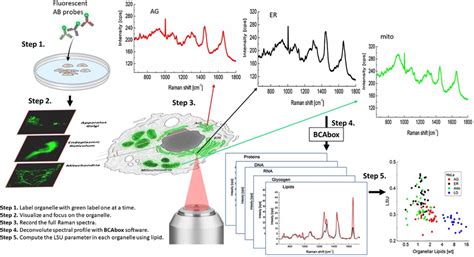 Protocol For Raman Based Quantification Of Lipids At The Organelle Download Scientific Diagram