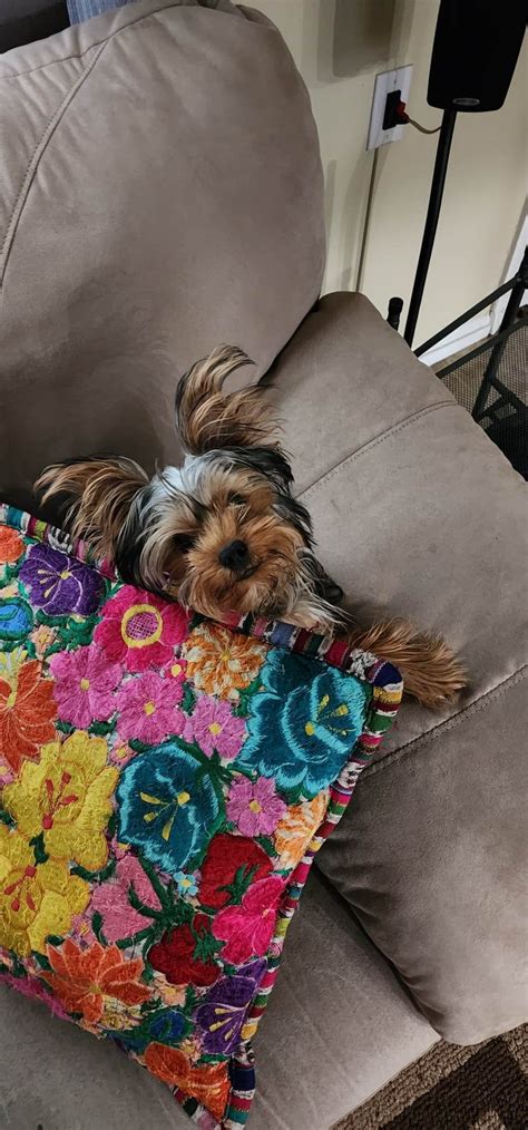 Luna Playing Under The Couch Pillow Ryorkies