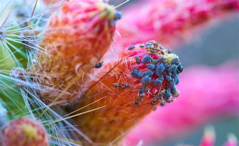 How To Get Rid Of Cactus Bugs Top 7 Tips And Best Guide