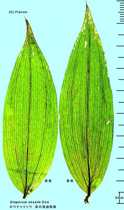 Disporum sessile D Don ex Schult et Schult f ホウチャクソウ Leaf Leaf vein 葉葉脈