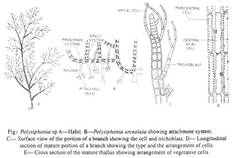 Prema Polysiphonia Structure Of Vegetative Body And Reproduction