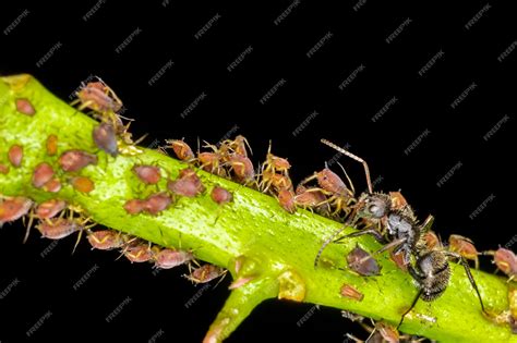 Premium Photo Aphids Or Plant Lice Are Tiny Insects That Feed On