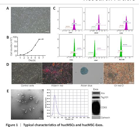 Figure 1 From Exosomes Derived From Human Umbilical Cord Mesenchymal