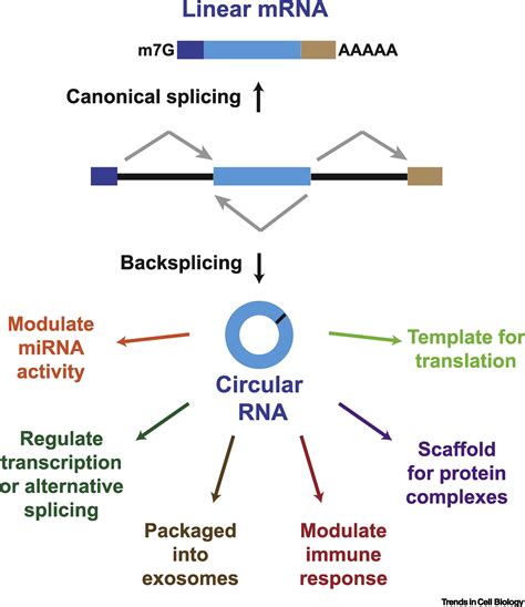 Biogenesis And Functions Of Circular Rnas Come Into Focus Trends In Cell Biology