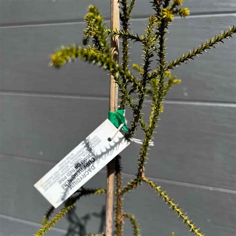 New Zealand Rimu Dacrydium Cupressinum Sequoia Valley Farms