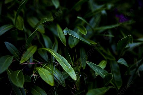 長長的綠色葉子背景圖片，高清圖庫，桌布素材免費下載 Pngtree