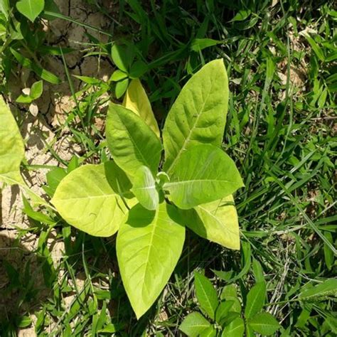 Tobbacodataset Kaggle