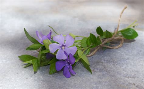 블루 작은 Periwinkle Vinca 마이너 작은 Periwinkle 야생 숲과 잘 유지 정원에서 동등하게 잘 성장한다 꽃과