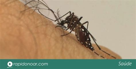 Dengue 80 Dos Hospitais Privados De Sp Têm Alta Em Internações