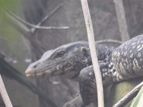 Lakshman Illangakoon ඉලංගකෝන්ගේ විවරණය I Saw A Monitor On A Kithul