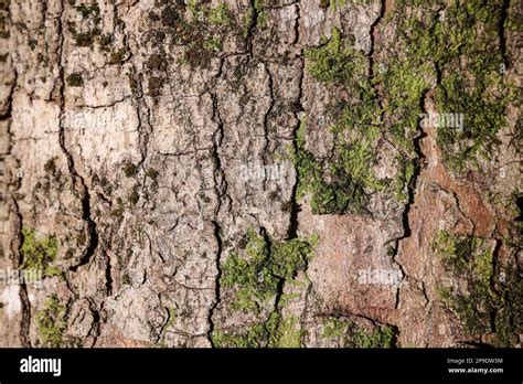 Moss On Tree Bark Hi Res Stock Photography And Images Alamy