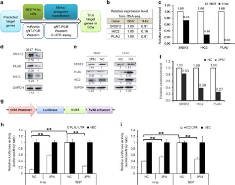 The Dna Methylation Regulated Mir 193a 3p Dictates The Multi