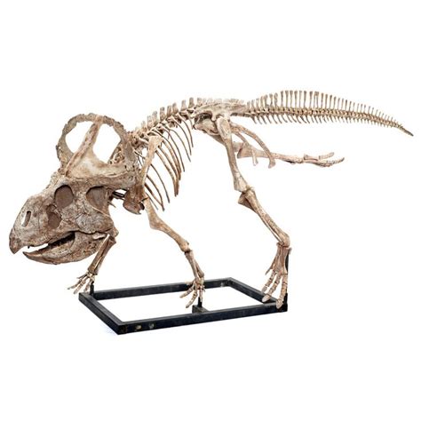 Lot 268 Diorama Room Six Foot Protoceratops Skeleton Display