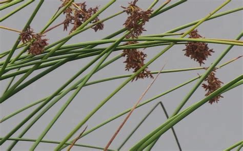Juncus Textilis Chumash Basket Reed Avocado 9