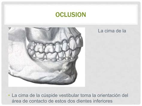 Segundo Premolar Superior Pptx