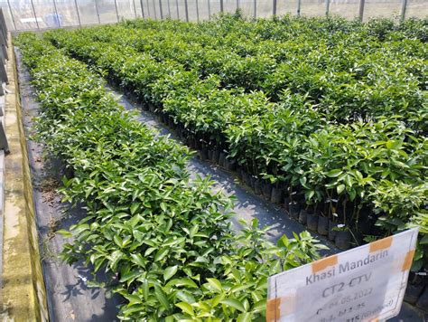 About Citrus Nursery Centre