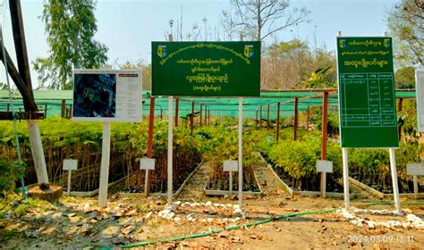 မြန်အောင်မြို့နယ် သစ်တောဦးစီးဌာနမှ ၂၀၂၄ ခုနှစ် မိုးရာသီလူထုဖြန့်သစ်ပင