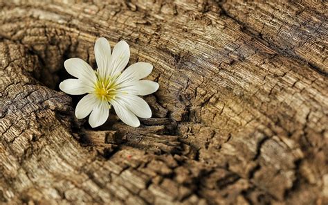 широкоэкранные цветы дерево Widescreen цветок Background Flower