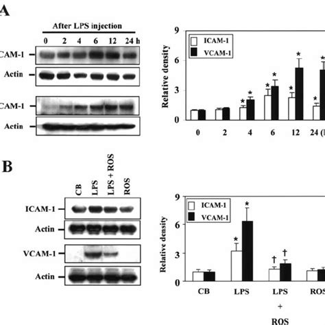 Western Blot Analysis And Immunohistochemical Localization Of Icam 1