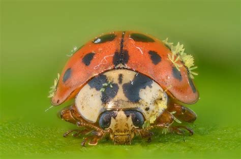 See These Cute Flowers On This Ladybug Its A Form Of Std Science