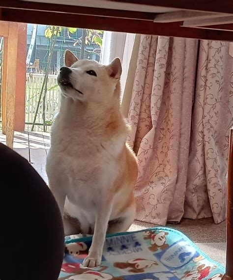 サスケ君待っててくれたね。♡ Mayo Wanko Ikigai保護犬ゴン太とココアの思い出と新しい家族になった殺処分前日に保護したゴッコ