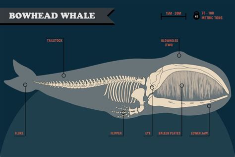 Bowhead Whale