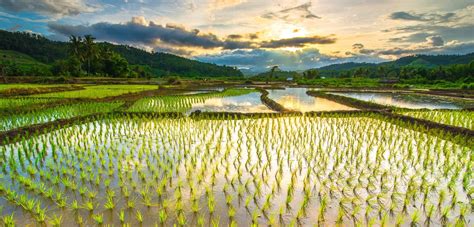 Manipulating Plant Enzymes Could Protect Crops From Flooding