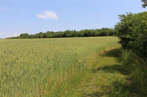 Premium Photo A Field Of Grass And Trees