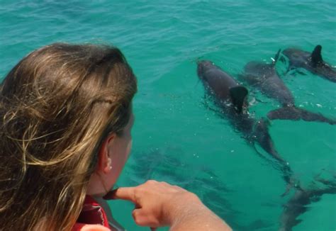 Florida Keys Dolphin Swim 800 667 5524