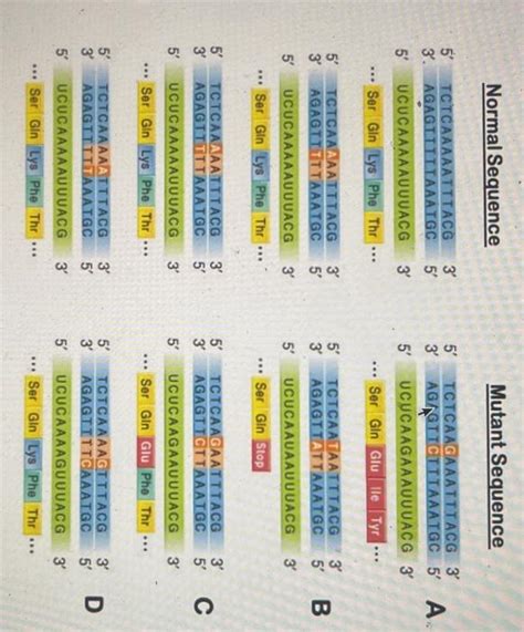 Solved Match The Mutation Type And Its Change In The DNA Chegg Com