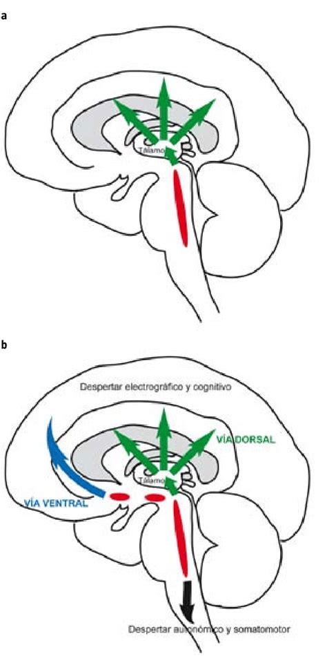 Conoce Todo Sobre El Sistema Activador Reticular Ascendente