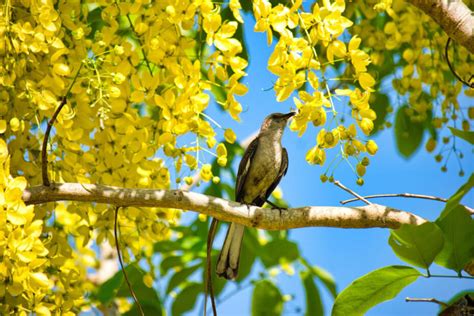 Mockingbird Spiritual Meaning Singing At Night 9 Signs