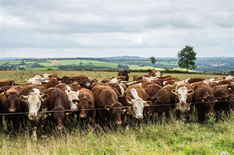 Red Ruby And Hereford Cattle Taunton Pipers Farm
