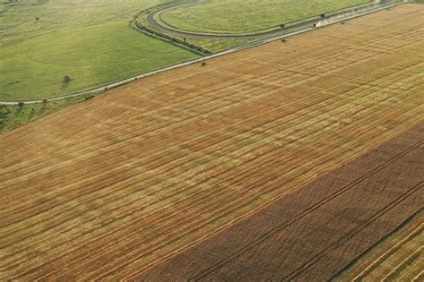 추상 이미지입니다 밀 호밀 귀리 또는 보리의 행과 농업 분야에서 곡물 작물의 공중 보기 수확 녹색 잔디 미니멀리즘 자연 사진 황금색과 녹색 사각형 0명에 대한 스톡 사진 및