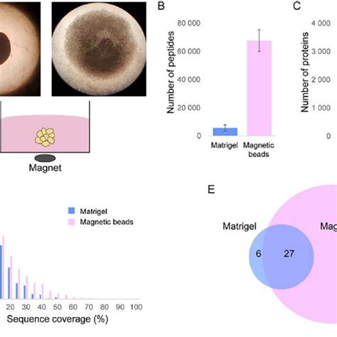 Ms Based Proteomic Analyses Of Scaffold Free 3d Cell Cultures A