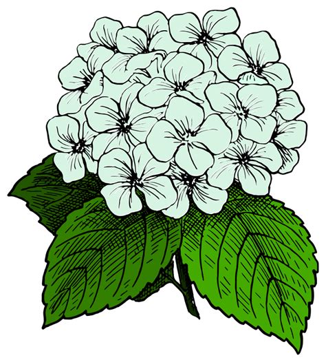 Hydrangea Openclipart
