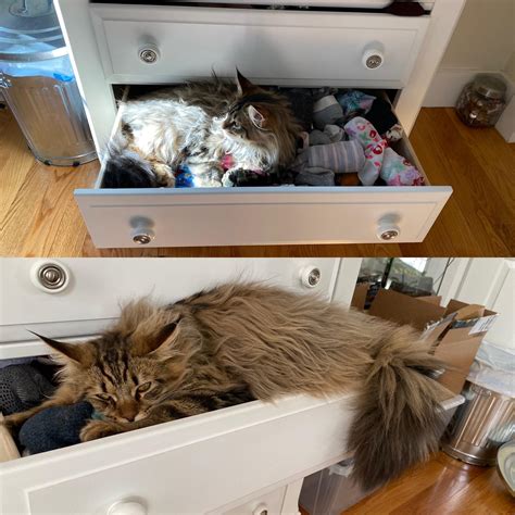 You Think Hes Outgrowing The Sock Drawer R Fromkittentocat